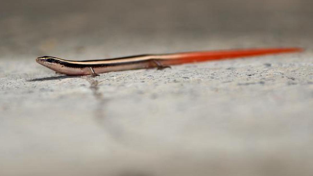 10 Interesting Facts About Skinks - Pet Abuse