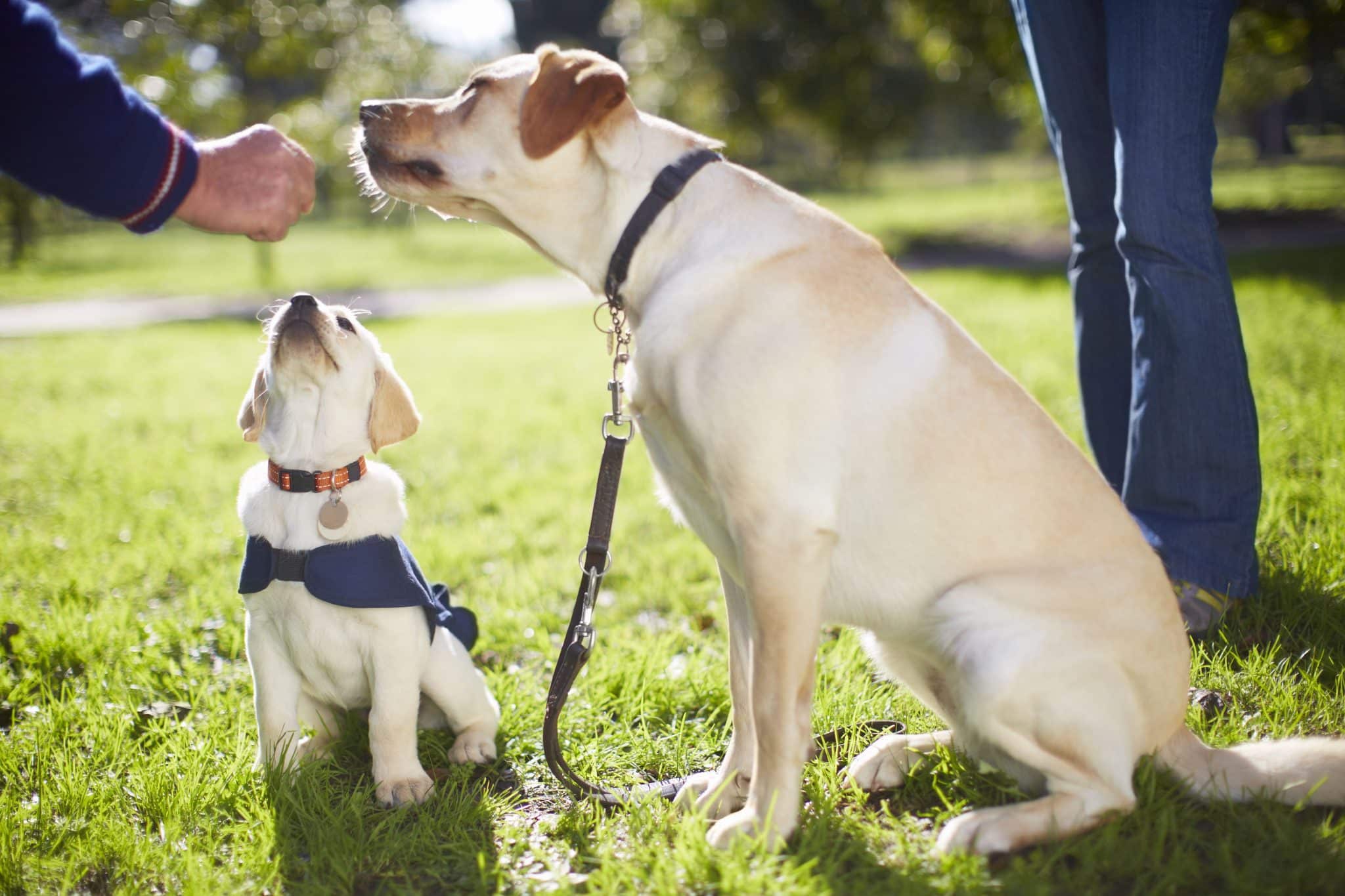 The Ultimate Guide: How to Train a Dog with a Shock Collar - Pet Abuse