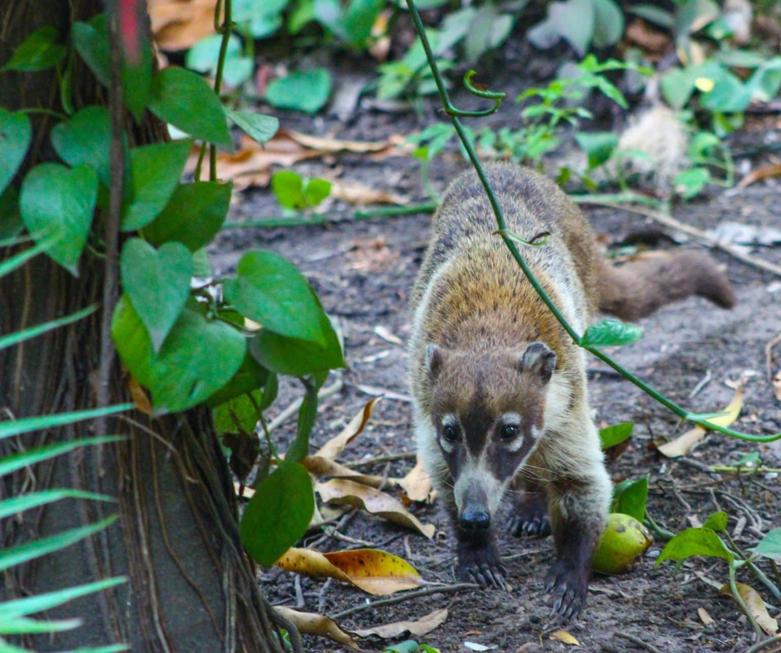 Everything You Need to Know About Coati Animal - Pet Abuse