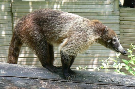 Everything You Need to Know About Coati Animal - Pet Abuse