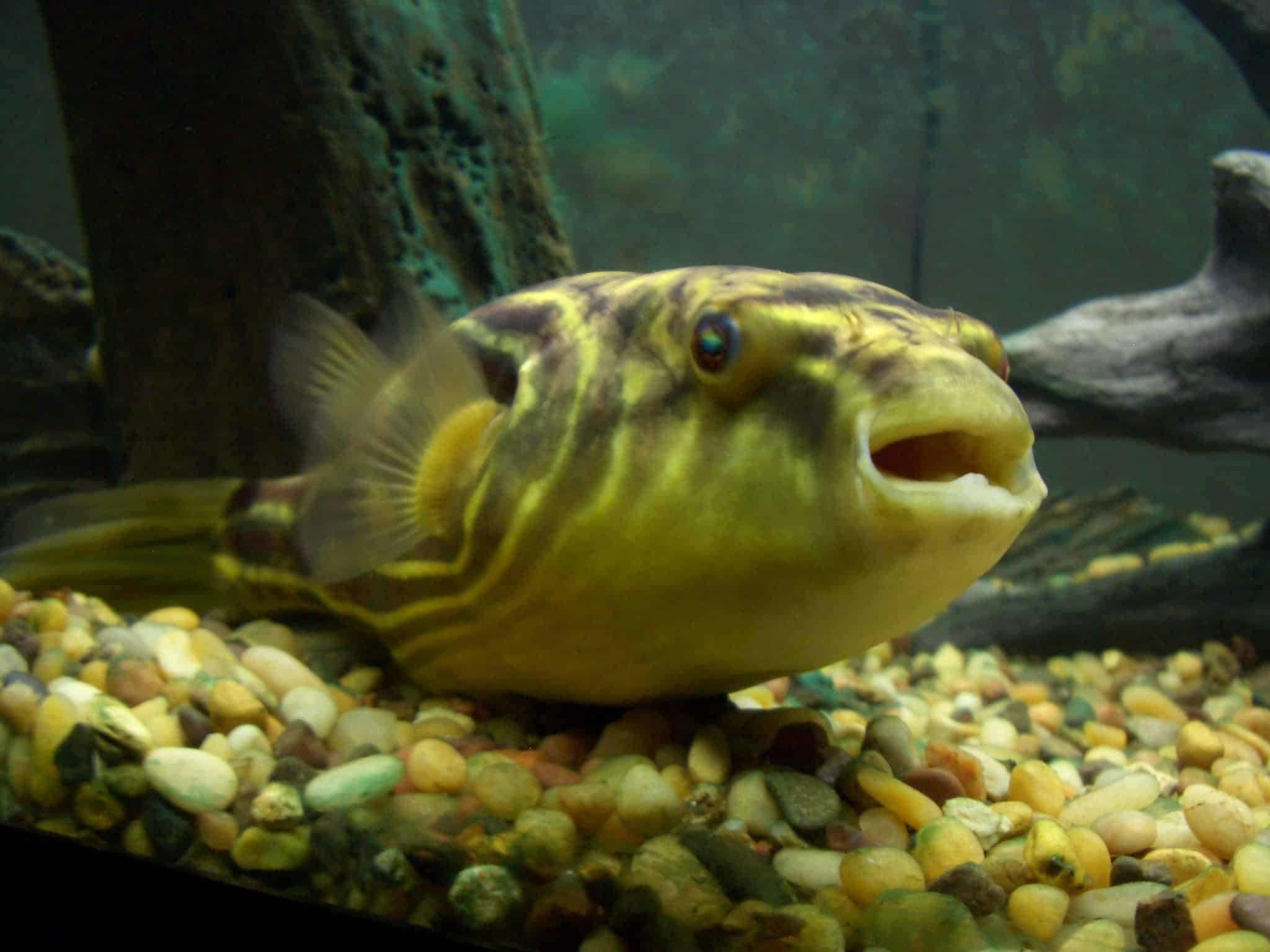 Guide to Blowfish: Overview, Types, Facts, and Mating - Pet Abuse