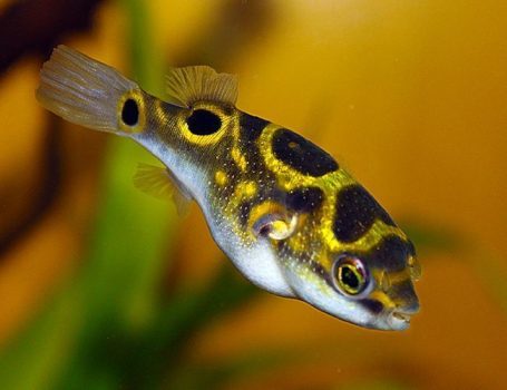 Guide to Blowfish: Overview, Types, Facts, and Mating - Pet Abuse