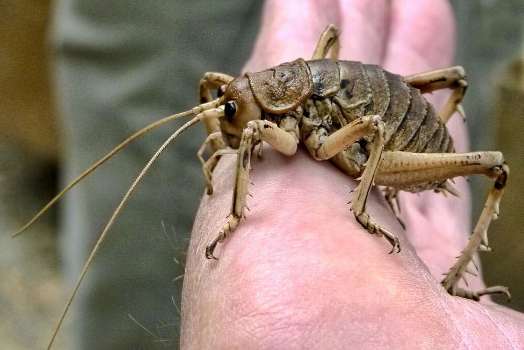 A Closer Look at The Largest Insect in The World - Pet Abuse