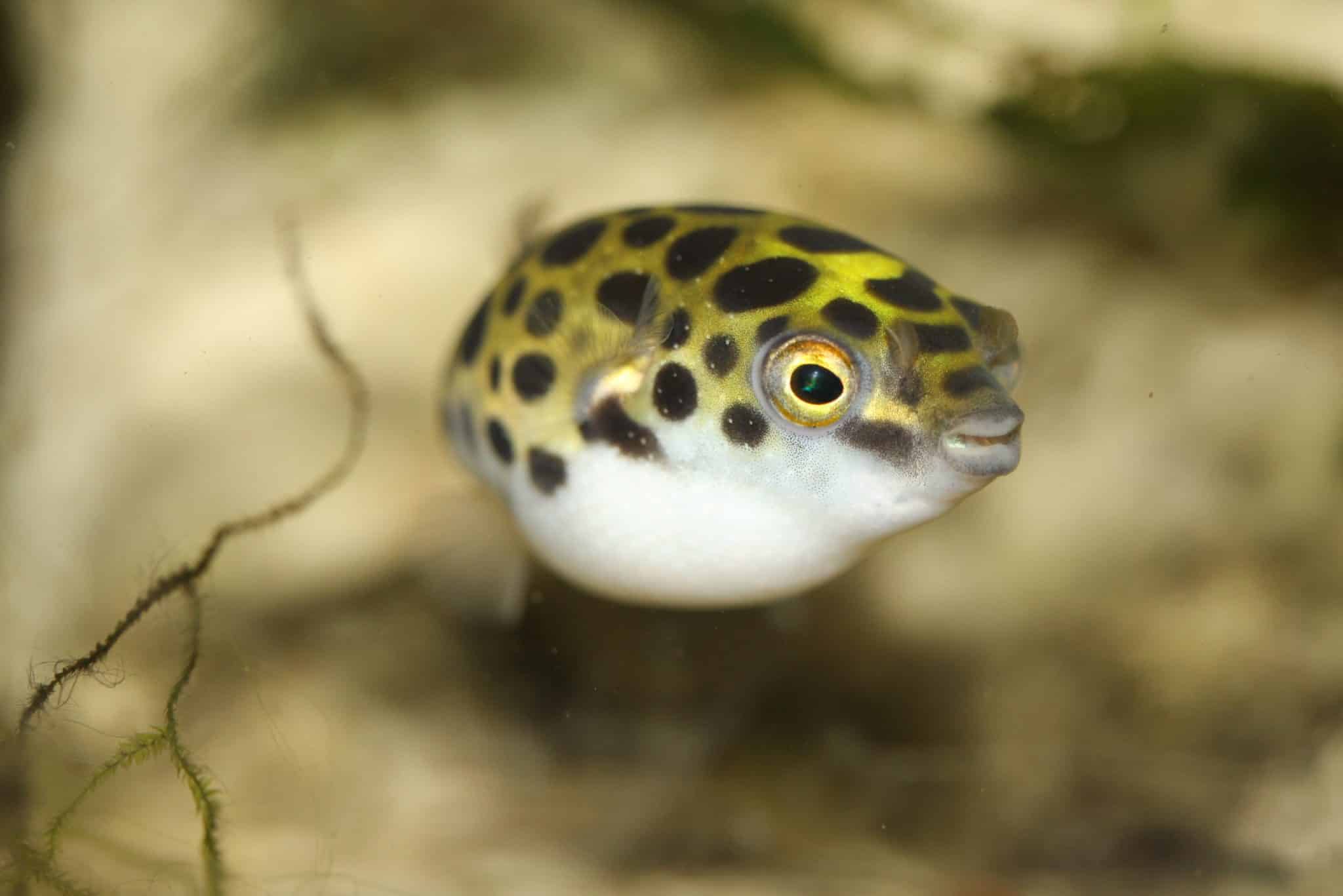 Guide to Blowfish: Overview, Types, Facts, and Mating - Pet Abuse