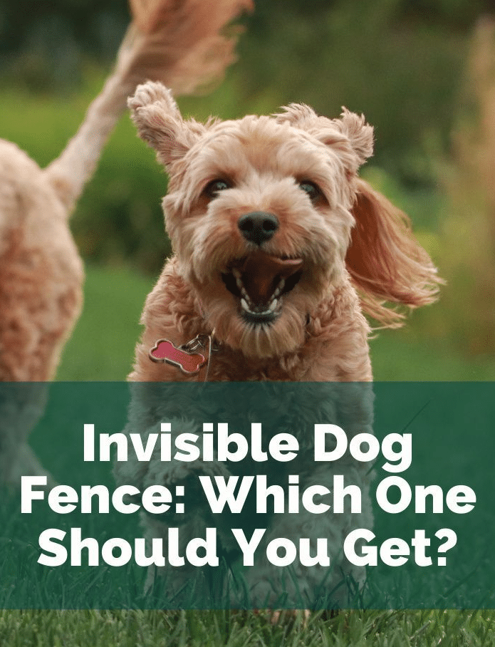 15 Invisible Dog Fences Ensuring Freedom and Safety - Pet Abuse