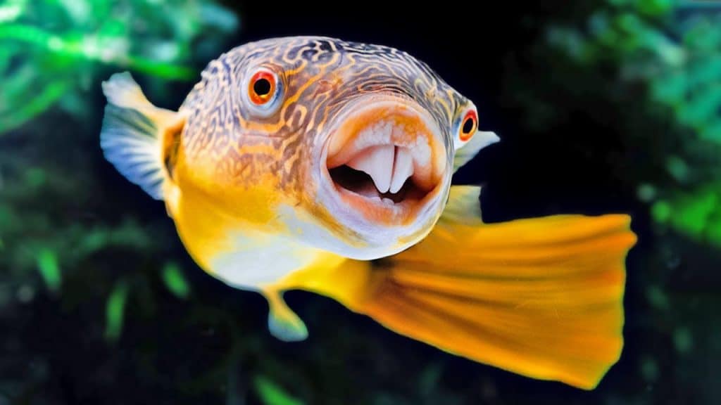 Guide to Blowfish: Overview, Types, Facts, and Mating - Pet Abuse