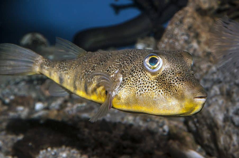 Guide to Blowfish: Overview, Types, Facts, and Mating - Pet Abuse