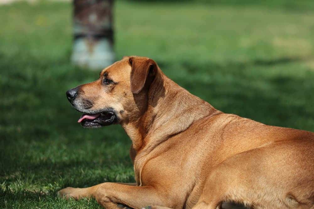 Mountain Cur 101: Size, Characteristics, & Health Guide! - Pet Abuse