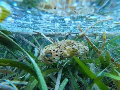 Guide to Blowfish: Overview, Types, Facts, and Mating - Pet Abuse