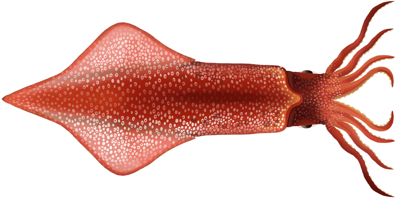 Exploring the Fascinating World of Squids - Pet Abuse