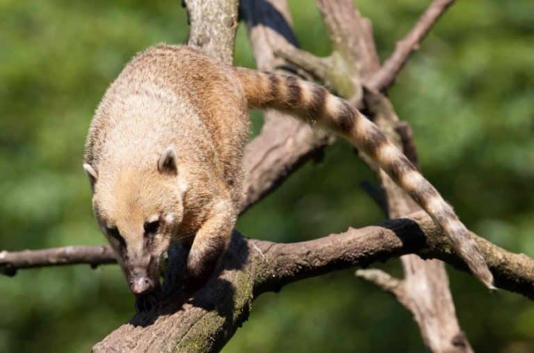Everything You Need to Know About Coati Animal - Pet Abuse