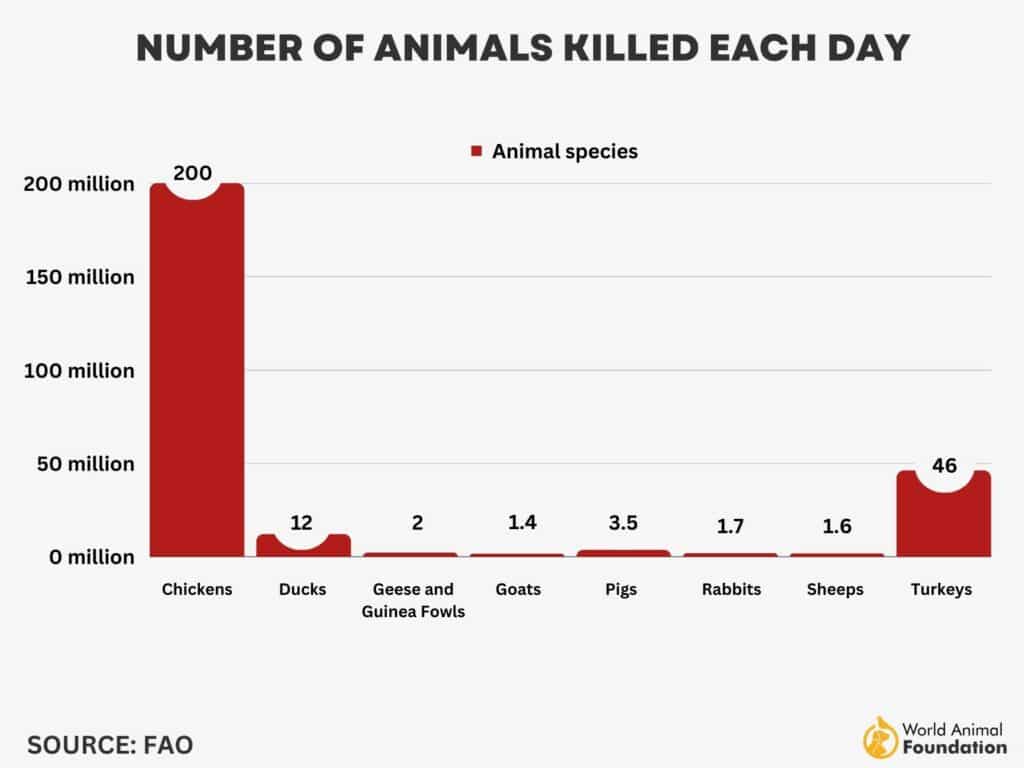 A Detailed Guide on How Many Cows Are Slaughtered Each Day - Pet Abuse