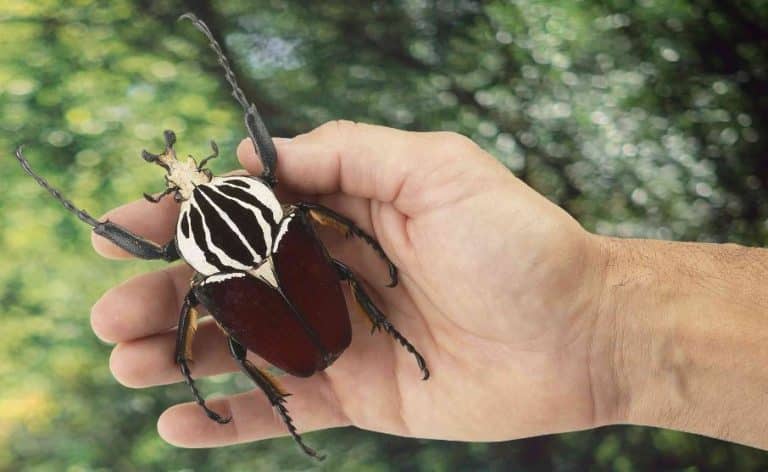 A Closer Look at The Largest Insect in The World - Pet Abuse