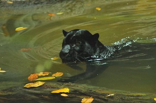 What Do Black Panthers Look Like: Behavior and Lifestyle - Pet Abuse