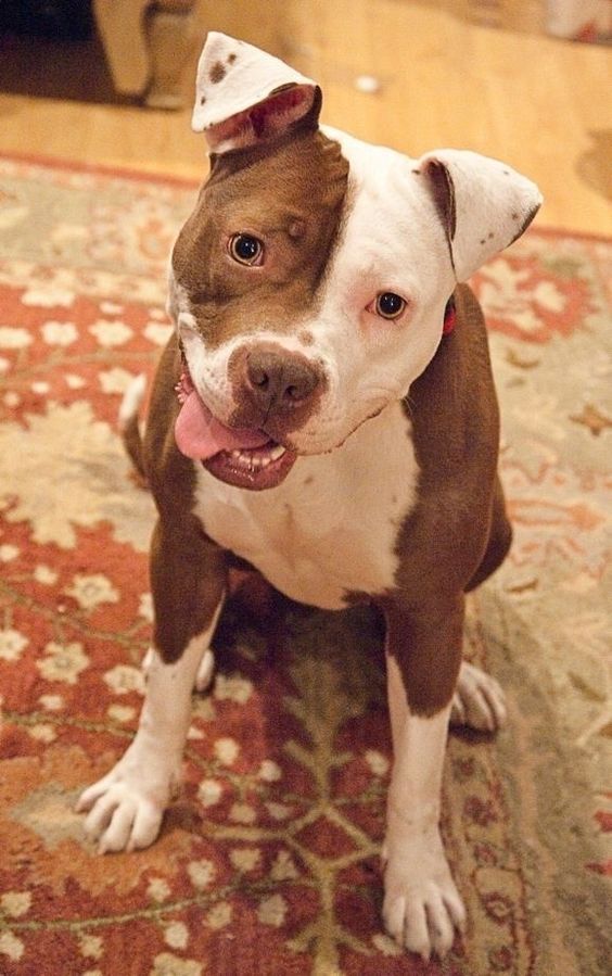 21 Pit Bull Mixes: A Wide Range of Dogs - Pet Abuse