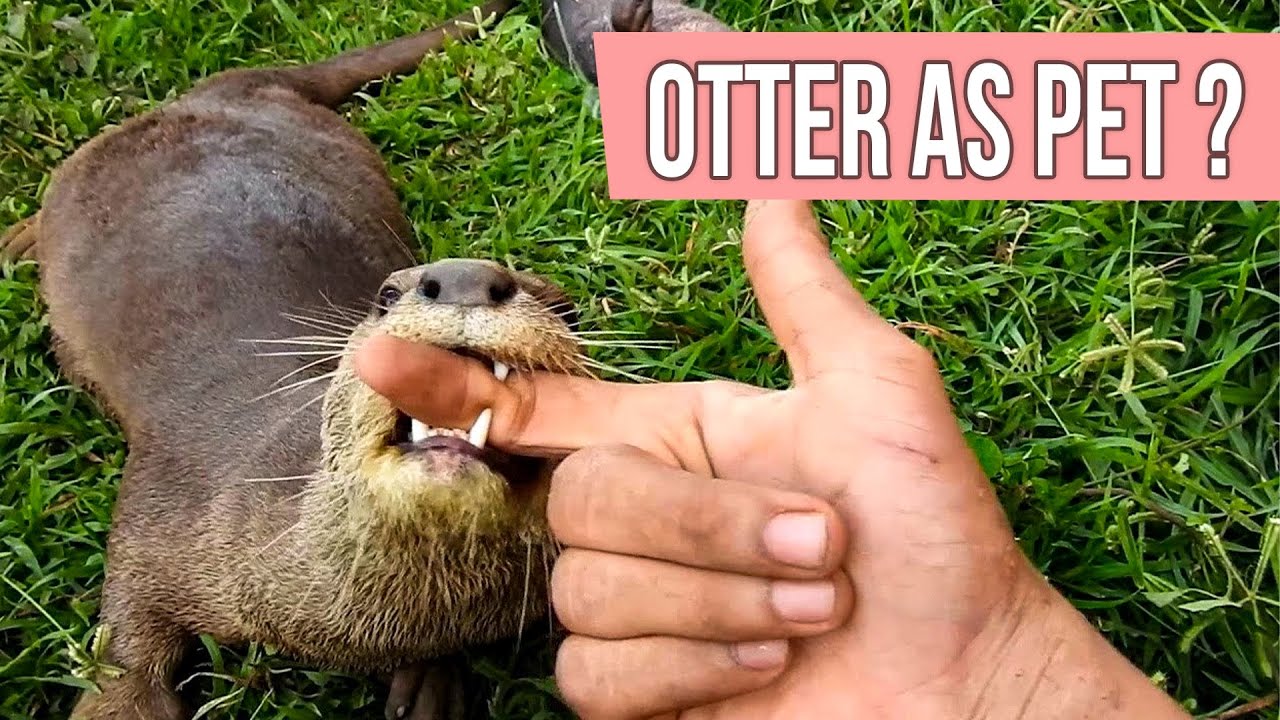A Complete Guide to Pet Otters - Pet Abuse