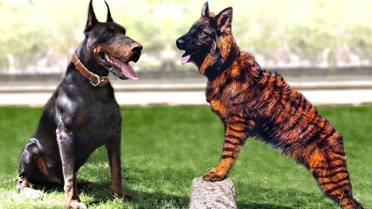 21 Scariest Dog Breeds: Unveiling the Myths - Pet Abuse